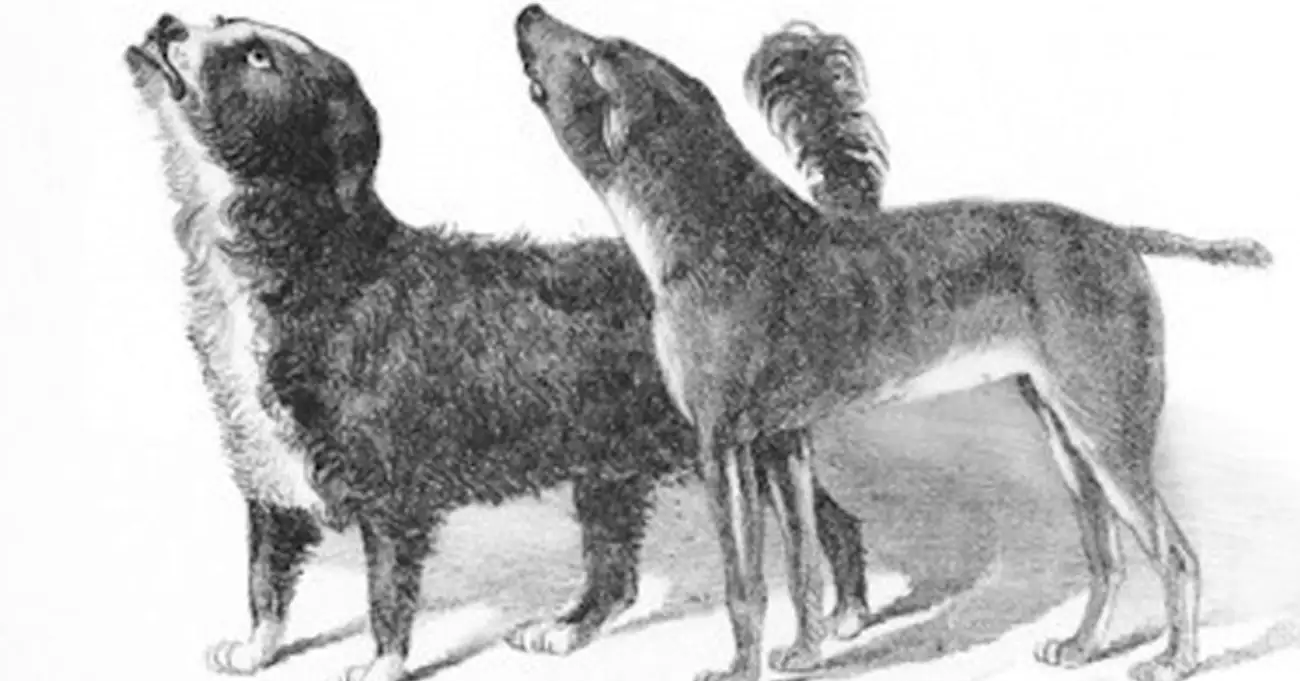 Story of two stray dogs - Bummer and Lazarus from San Francisco